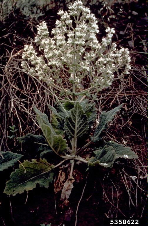 Mediterranean sage (Salvia aethiopis L.)
