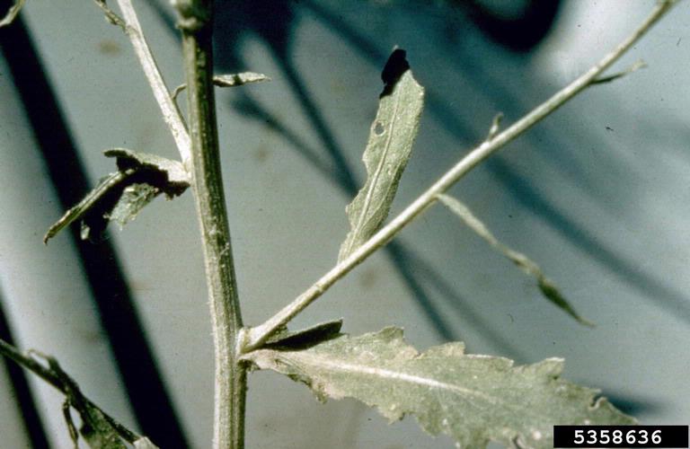 Russian knapweed (Rhaponticum repens)