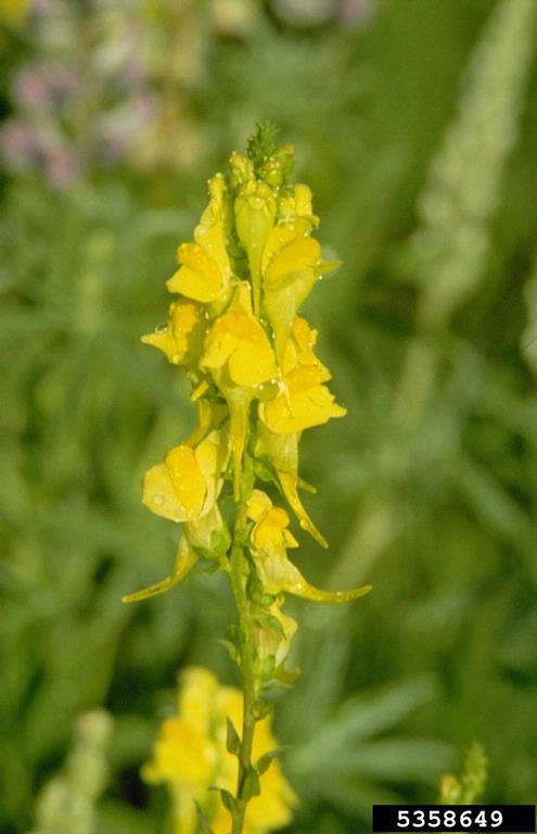 yellow toadflax (Linaria vulgaris)
