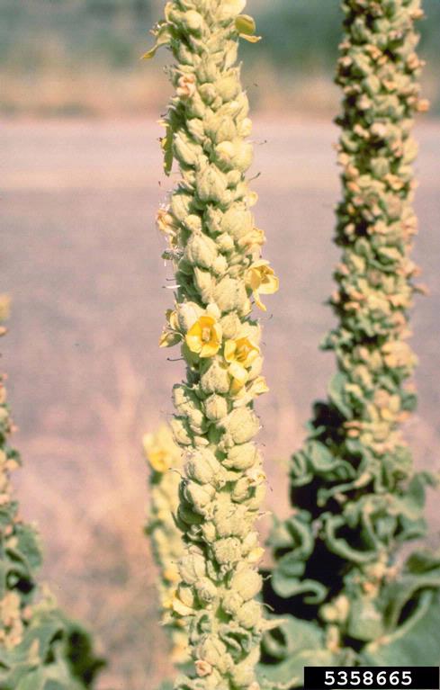 common mullein (Verbascum thapsus)