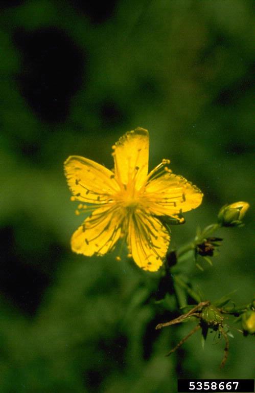 common St. Johnswort (Hypericum perforatum L.)