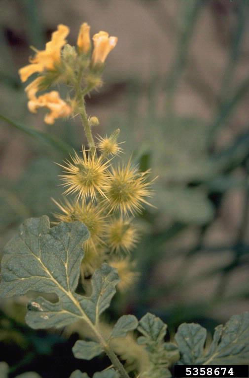 buffalobur (Solanum rostratum Dunal)