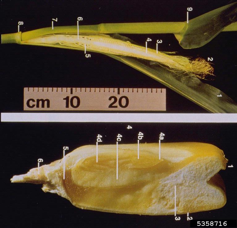 corn (Zea mays L.)