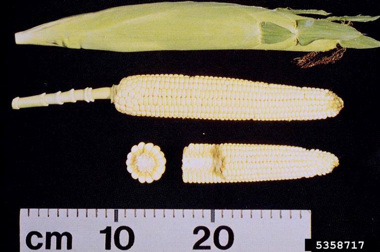 corn (Zea mays L.)