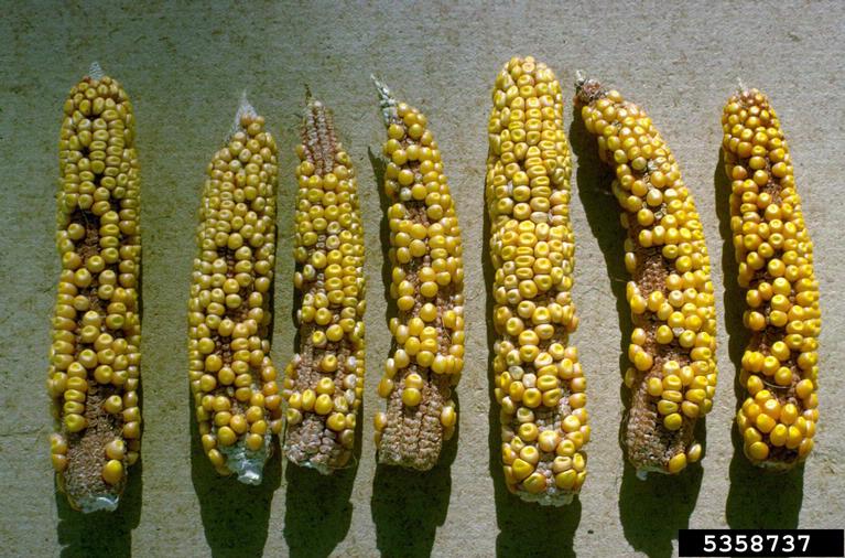 corn (Zea mays L.)