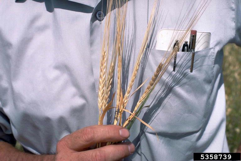 common wheat (Triticum aestivum L.)