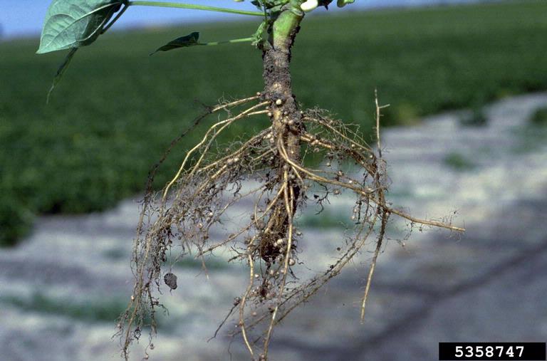 common bean (Phaseolus vulgaris)