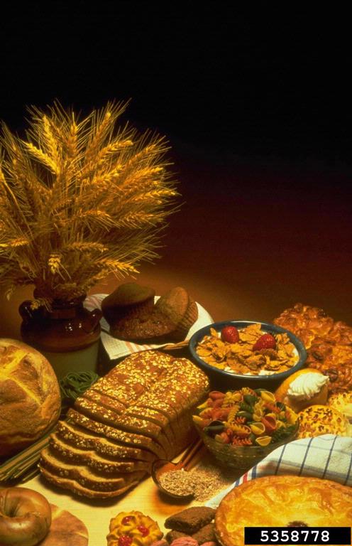 common wheat (Triticum aestivum L.)