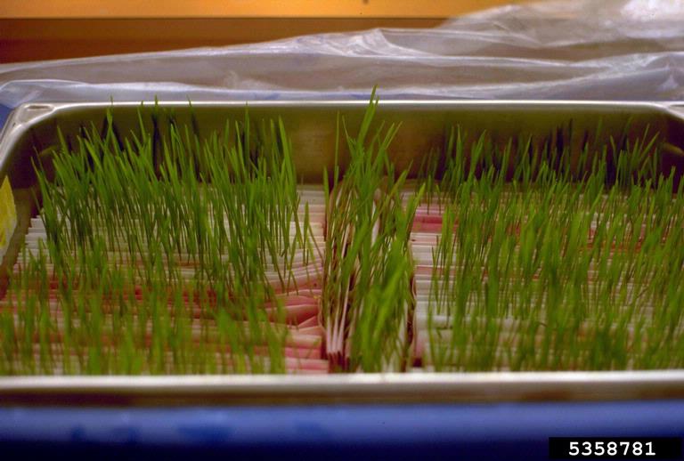 common wheat (Triticum aestivum L.)