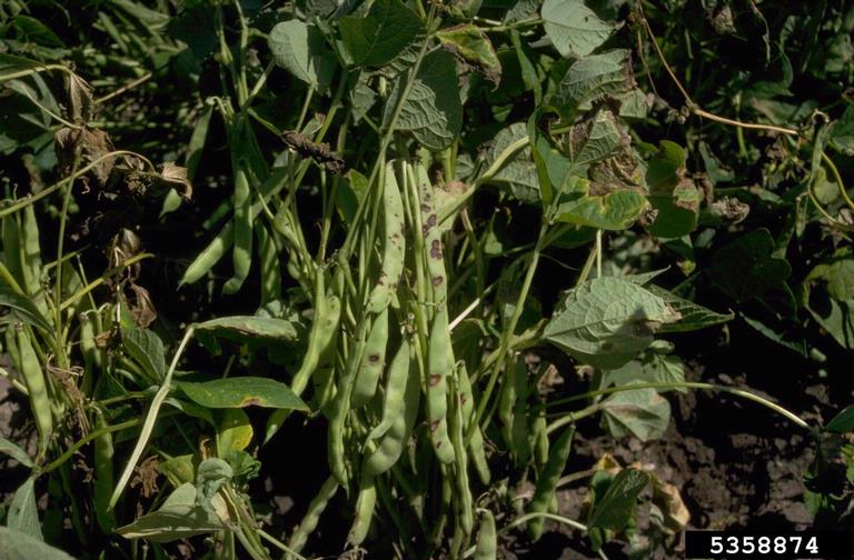 bean anthracnose (Colletotrichum lindemuthianum (Sacc. & Magnus) Lams ...