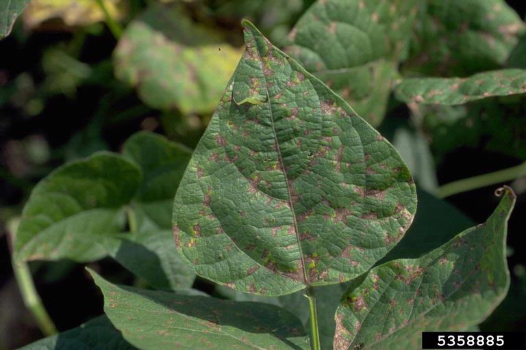 bean angular leaf spot (Phaeoisariopsis griseola)