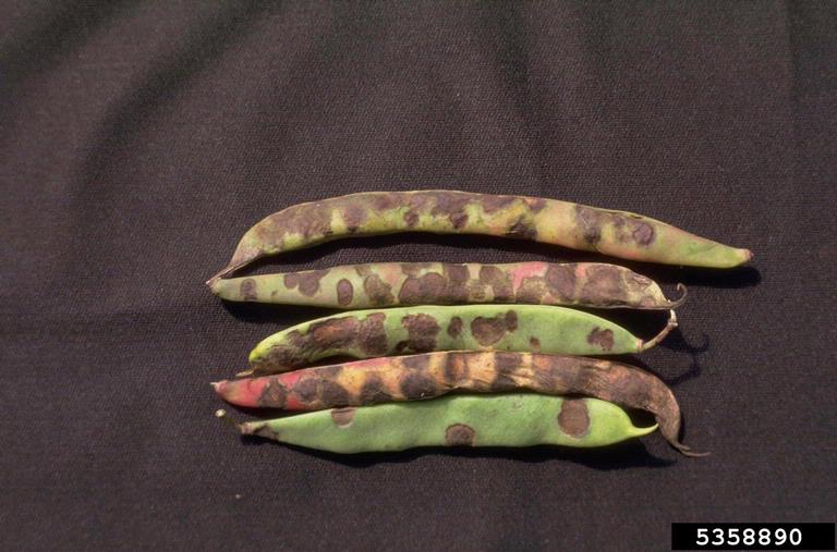 bean angular leaf spot (Phaeoisariopsis griseola)