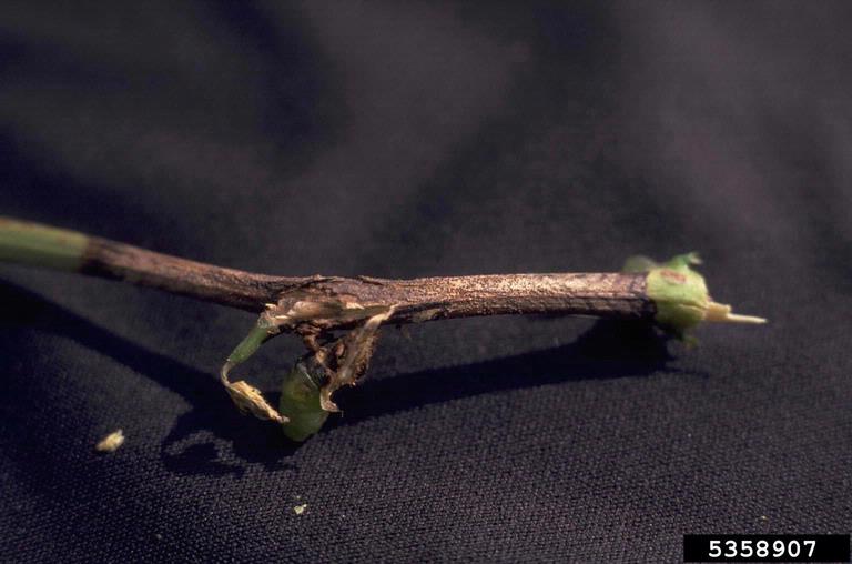 Phoma blight (Phoma exigua var. exigua) on common bean (Phaseolus ...