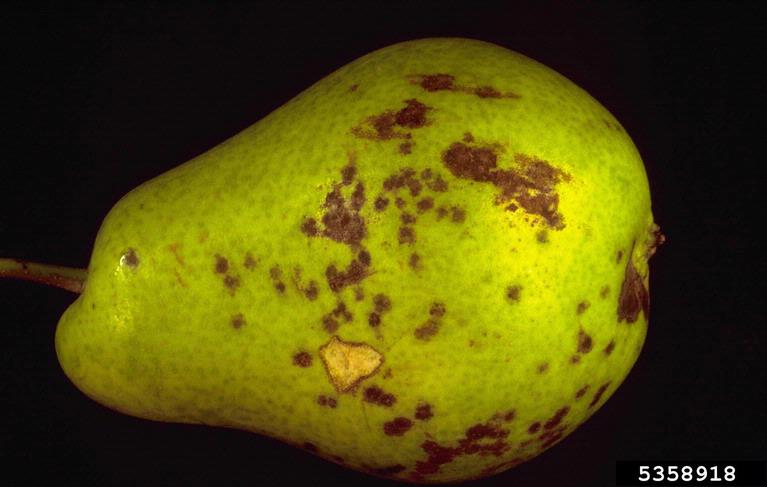 pear scab (Venturia pirina Aderh.)