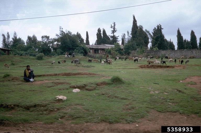 goat (domestic) (Capra hircus (domestic type))