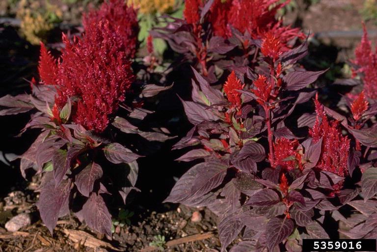 Celosia (Genus Celosia L.)