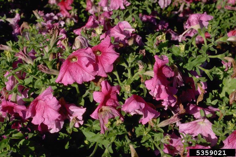 petunia (Genus Petunia)