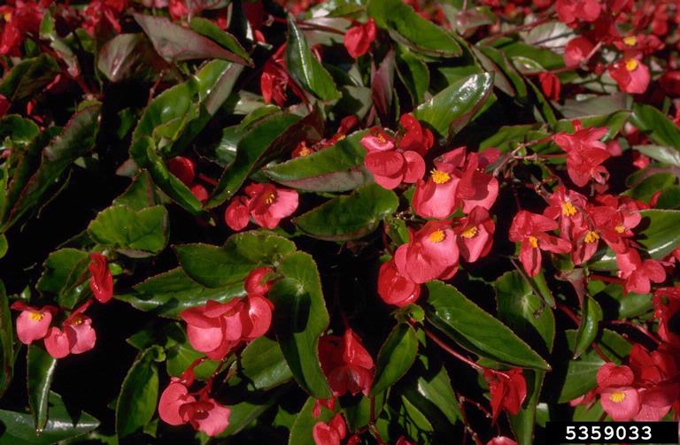 begonia (Genus Begonia L.)