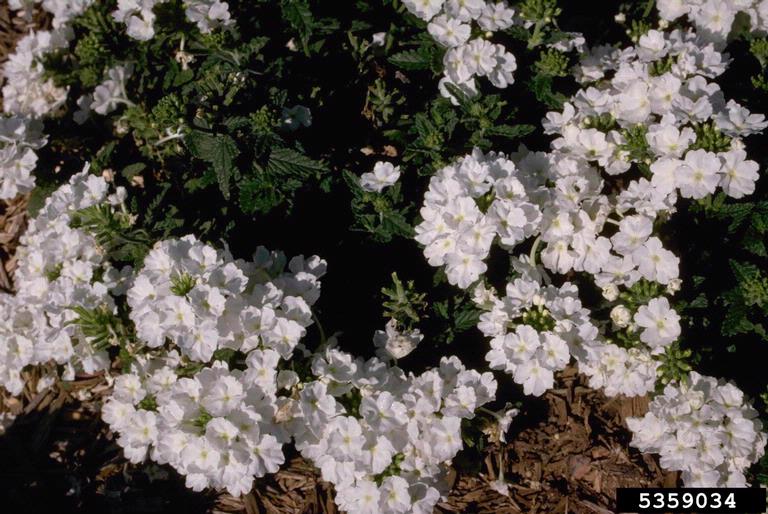 verbena, Verbena spp. (Lamiales: Verbenaceae) - 5359034