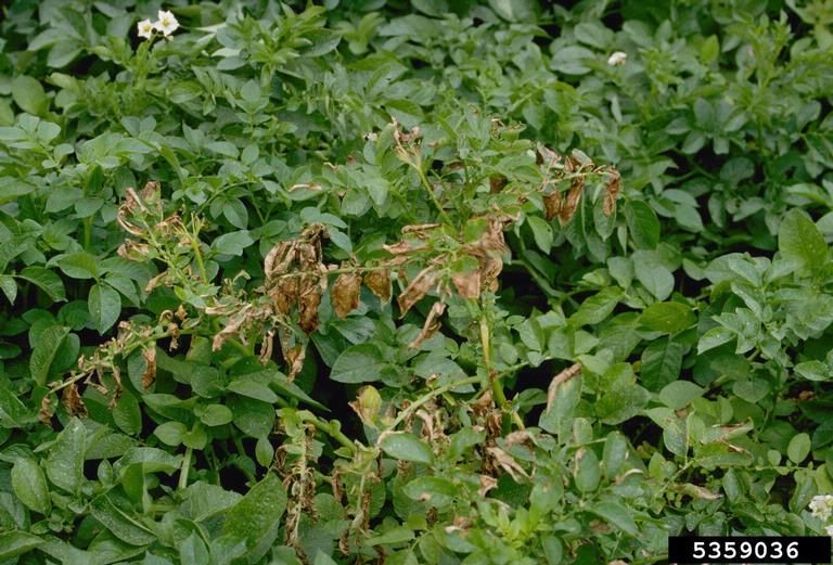 Rhizoctonia damping-off, blight and rot (Rhizoctonia solani)