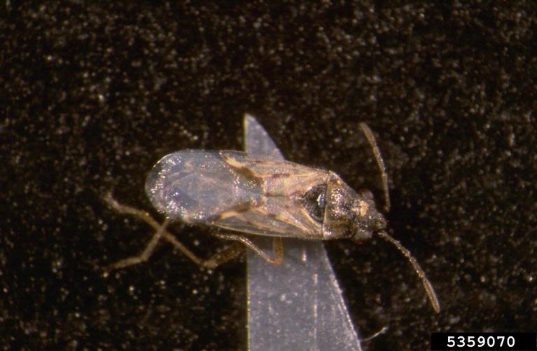false chinch bug (Nysius raphanus)
