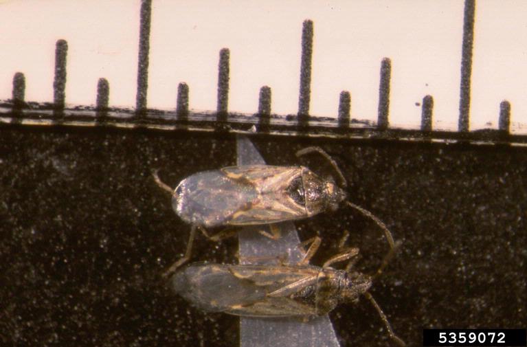 false chinch bug (Nysius raphanus Howard)