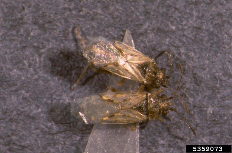 false chinch bug, Nysius raphanus (Hemiptera: Lygaeidae) - 5359073