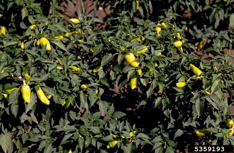 pepper (Genus Capsicum)