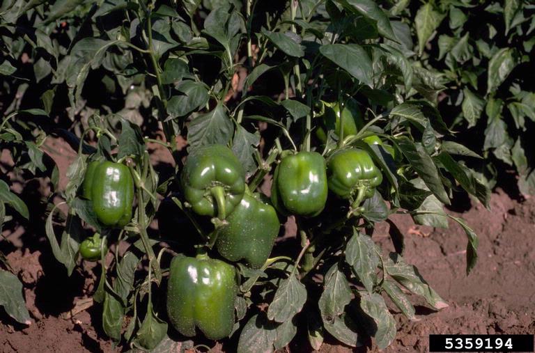 pepper (Genus Capsicum)