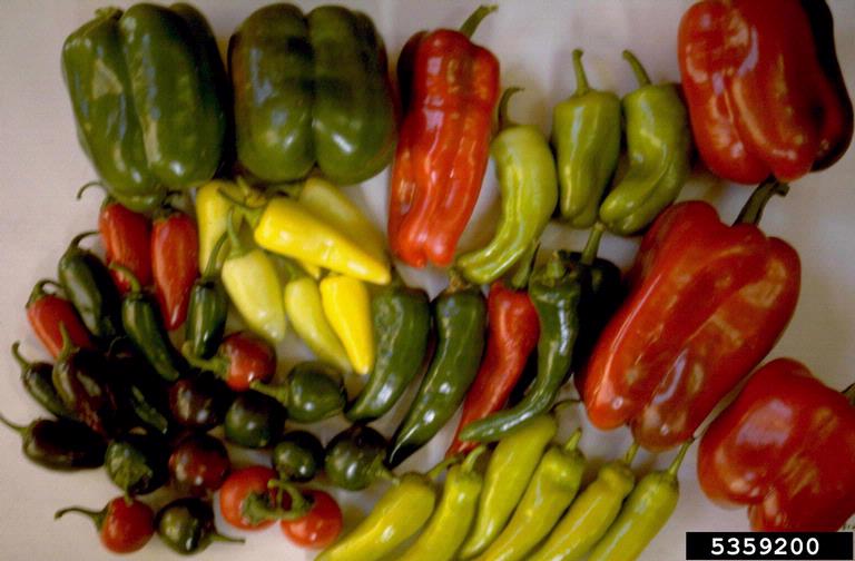 pepper (Genus Capsicum)