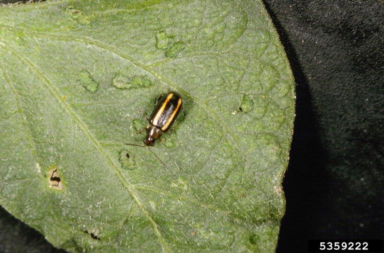 palestriped flea beetle (Systena blanda Melsheimer, 1847)