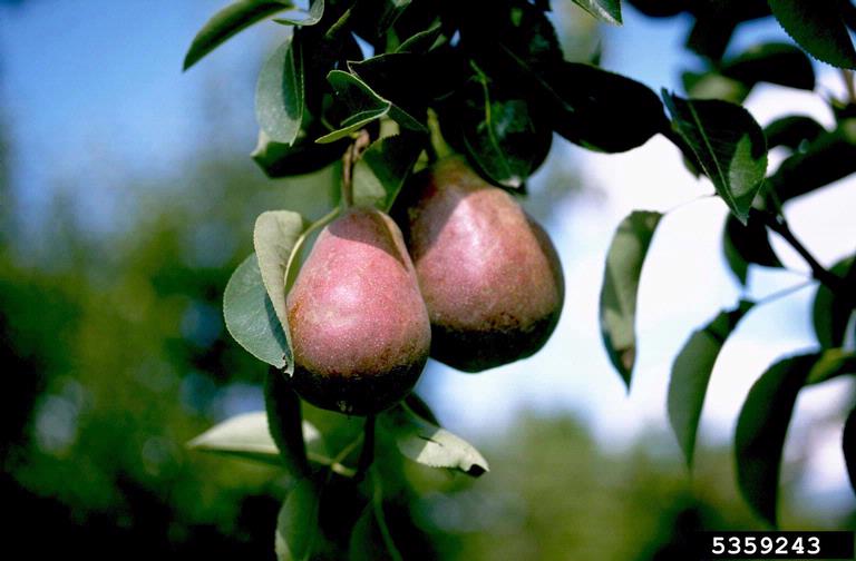 pear (Genus Pyrus L.)