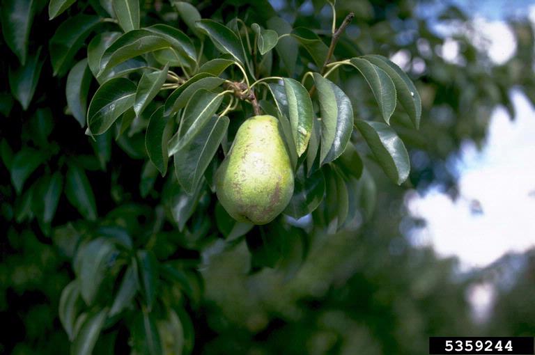 pear (Genus Pyrus)