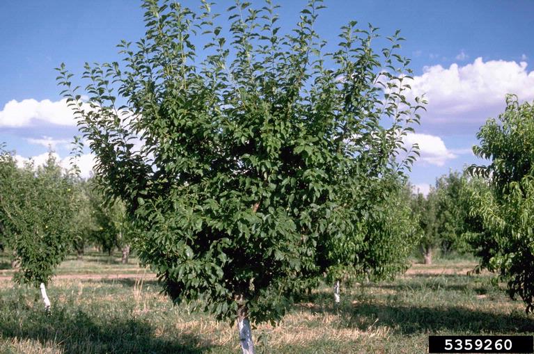 nectarine (Prunus persica var. nucipersica (Suckow) C. Schneider)