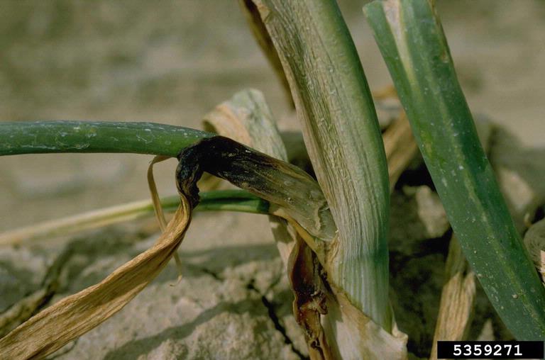 bacterial leaf streak and bulb rot (Pseudomonas viridiflava)