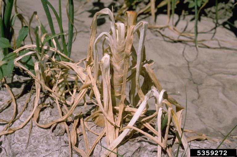 bacterial soft rot (Pectobacterium carotovorum ssp. carotovorum (Jones ...