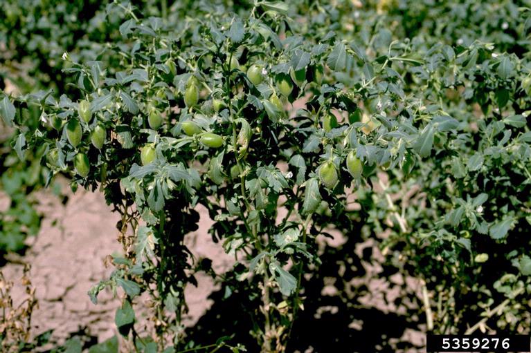 chickpea (Cicer arietinum)