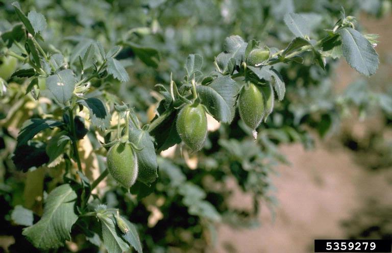 chickpea (Cicer arietinum L.)