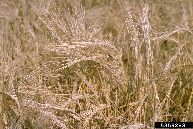 barley (Hordeum vulgare L.)
