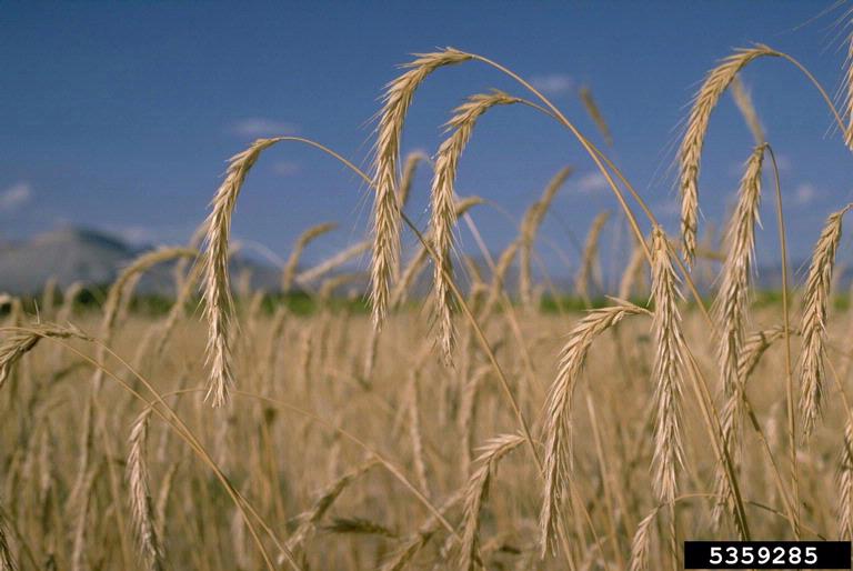 cereal rye (Secale cereale L.)