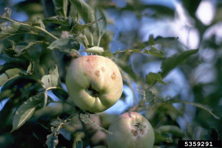 codling moth (Cydia pomonella (Linnaeus))