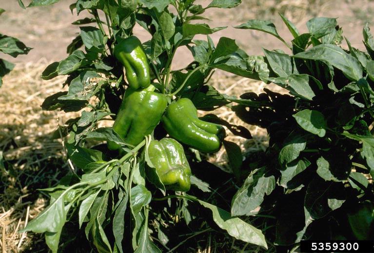 pepper (Genus Capsicum L.)
