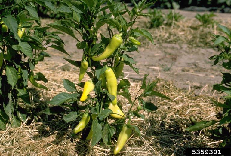 pepper (Genus Capsicum)
