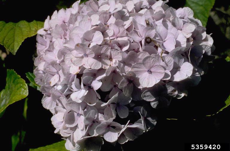 hydrangea (Genus Hydrangea)