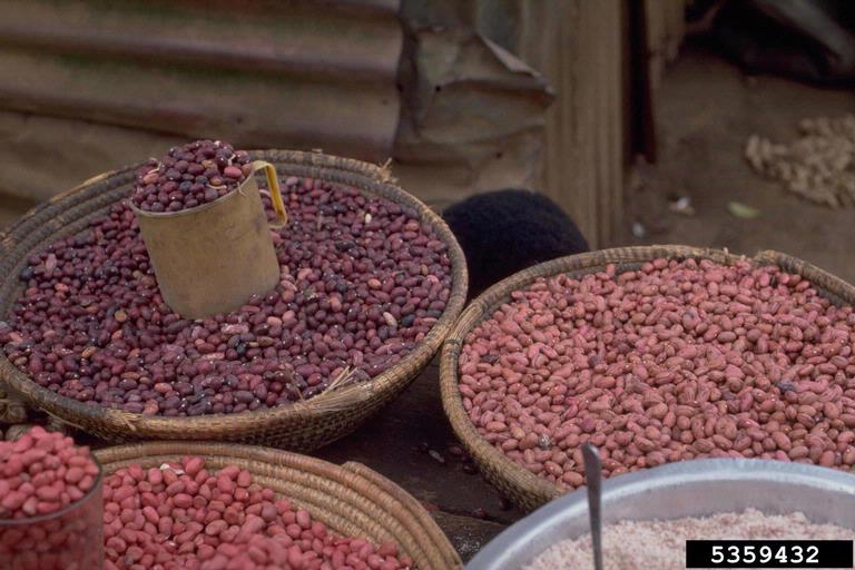 common bean (Phaseolus vulgaris)