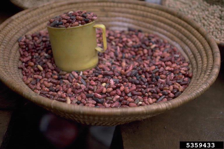 common bean (Phaseolus vulgaris L.)
