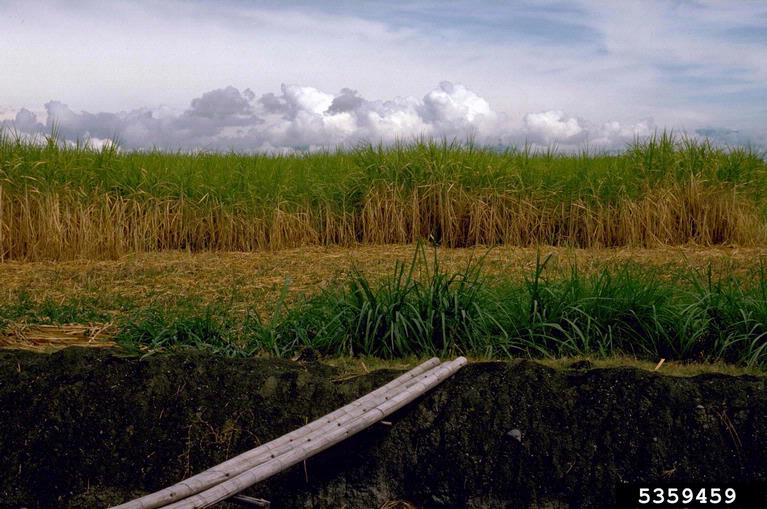 elephant grass (Cenchrus purpureus)