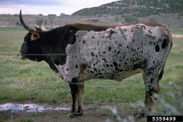 cattle (Genus Bos Linnaeus, 1758)