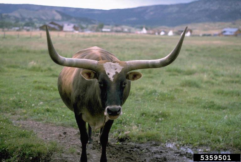 cattle (Genus Bos)