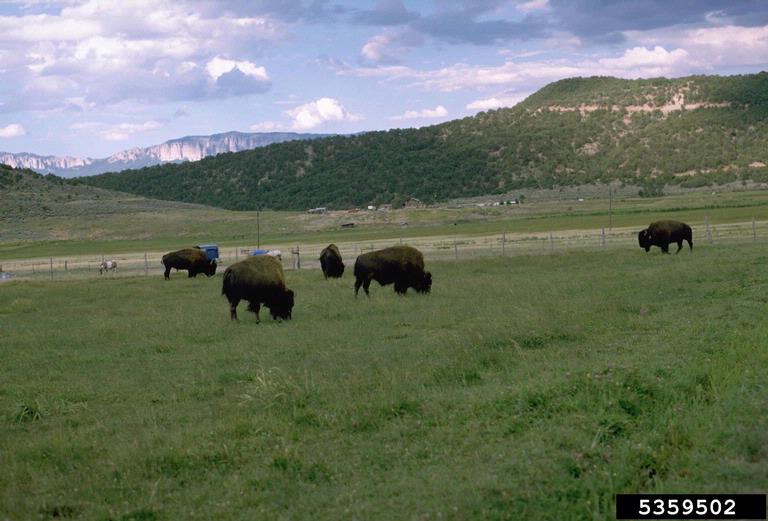 American bison (Bison bison)